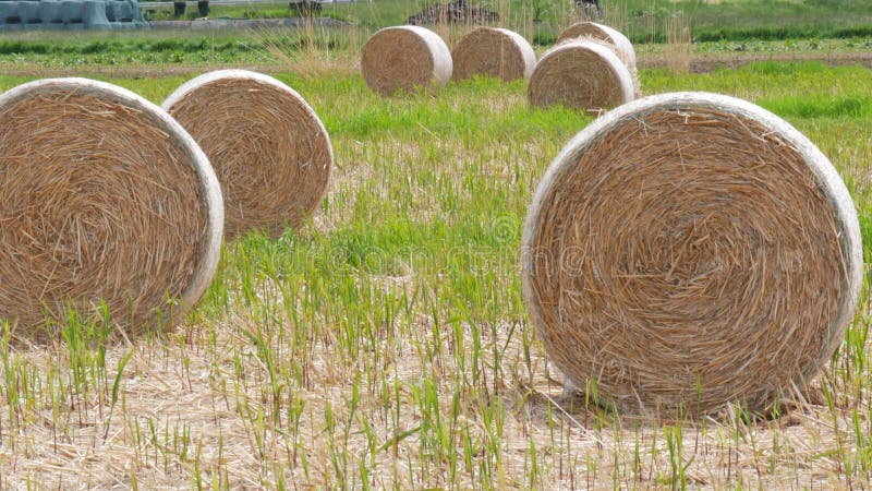Large Round Sheaves of Straw in the Field after Harvest Stock Video ...