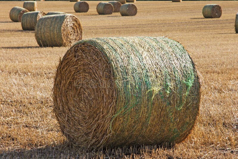 Large Round Straw Bales in a Field Stock Photo - Image of country ...