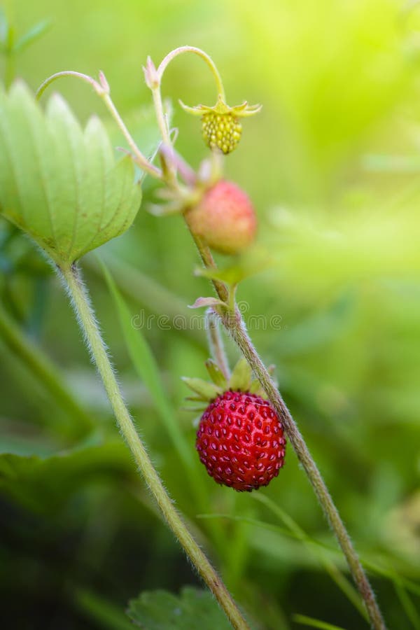 Large Round Strawberry Has Ripened in the Forest Stock Photo - Image of ...