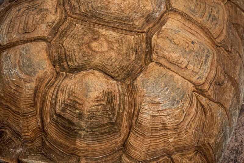 Large Tortoise Shell Pattern Background and Texture Stock Image - Image ...
