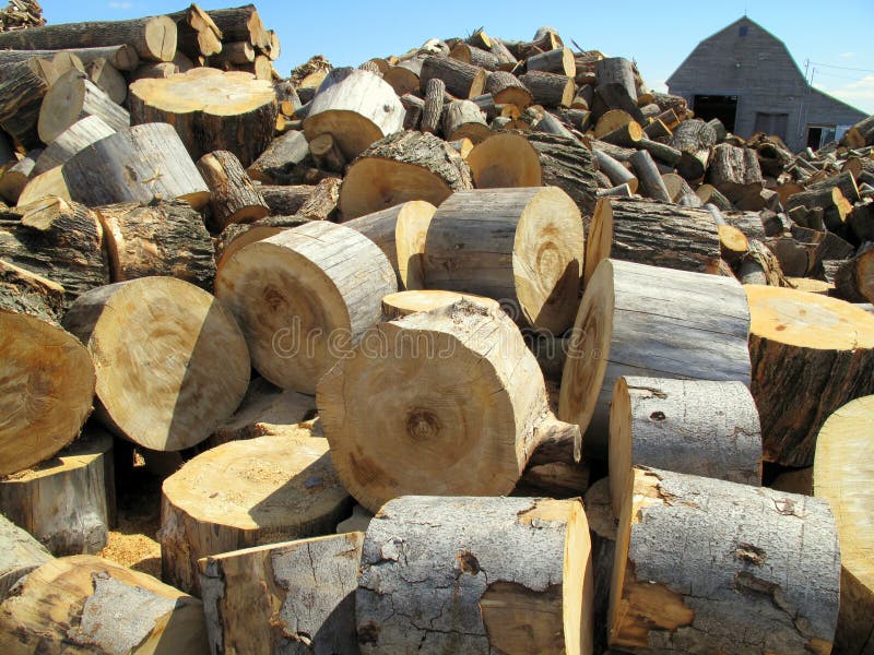 Large round tree stumps stock image. Image of tree, timber - 19517595