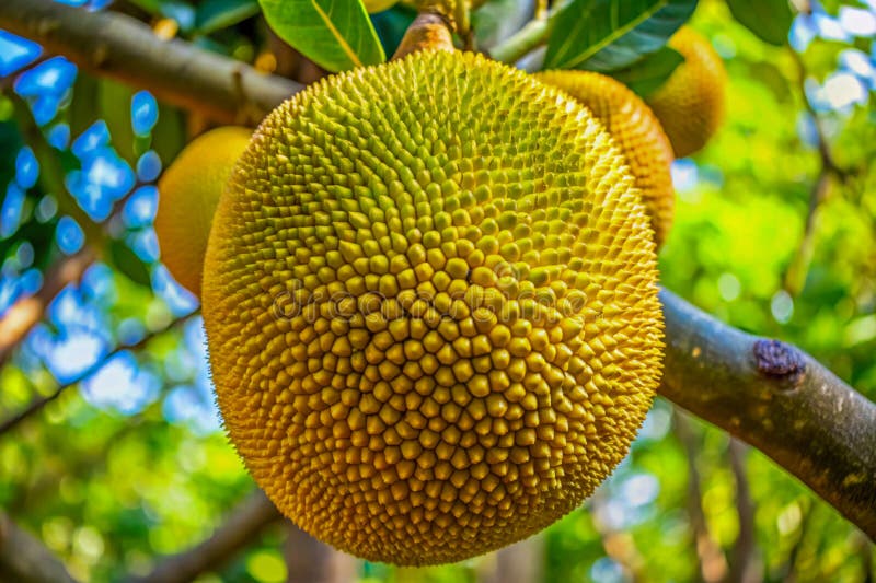 The Largest Tree Borne Fruit. Generated Using AI. Stock Illustration ...