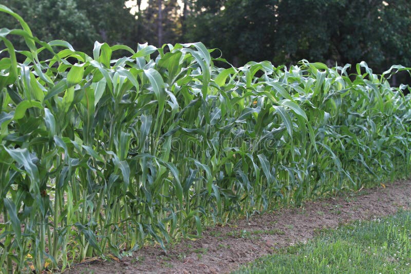 Large Row of Sweet Corn in a Garden Stock Photo - Image of detail ...