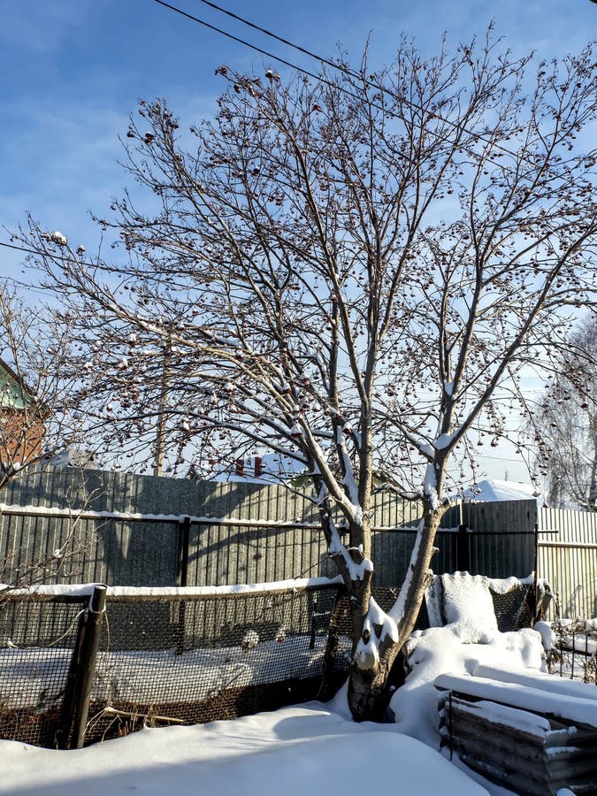 Large Rowan Tree with Berries in Winter Stock Image - Image of covered ...