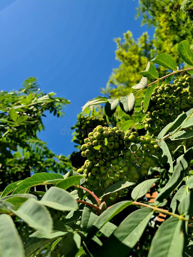 A Large Rowan Tree is Strewn with Many Unripe Berries Stock Photo ...