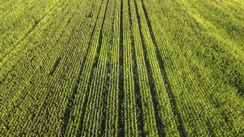 Large Rows of Ripening Corn Stock Photo - Image of food, country: 287319438