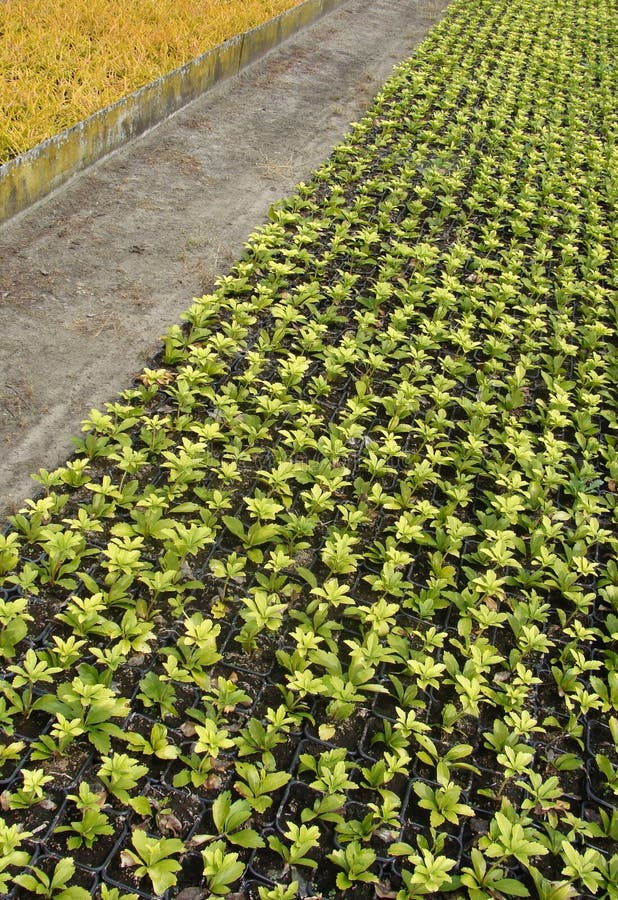 Large Rows of Young Plants Vegetation Stock Photo - Image of landscape ...