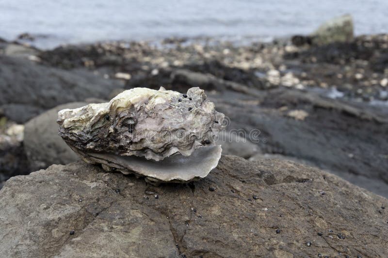 Large Ruffled Seashell Close Up Stock Image - Image of elements, stone ...