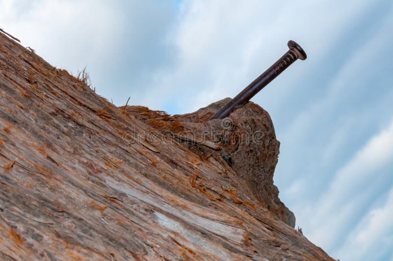 A Large Rusty Nail Hammered into the Trunk of a Marsh Capar Tree Stock ...