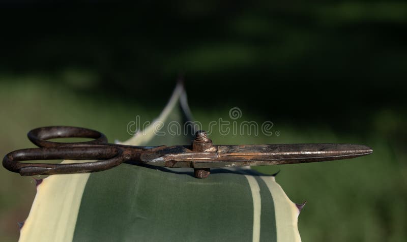 Large Rusty Pruning Shears Lie on the Leaf of an Agave. the Background ...