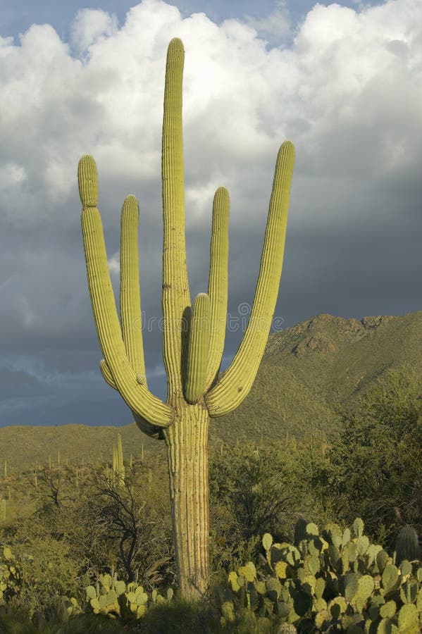 Large Saguaro Cactus and Desert Bloom Stock Photo - Image of united ...