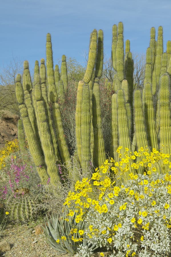Large Saguaro Cactus and Desert Bloom Stock Photo - Image of united ...