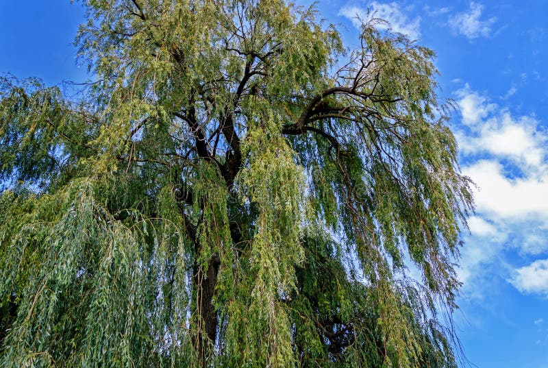 Large Salix Babylonica Babylon Willow or Weeping Willow Stock Image ...