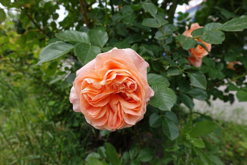 Large Salmon Pink Flower of Rose in May Stock Photo - Image of petal ...