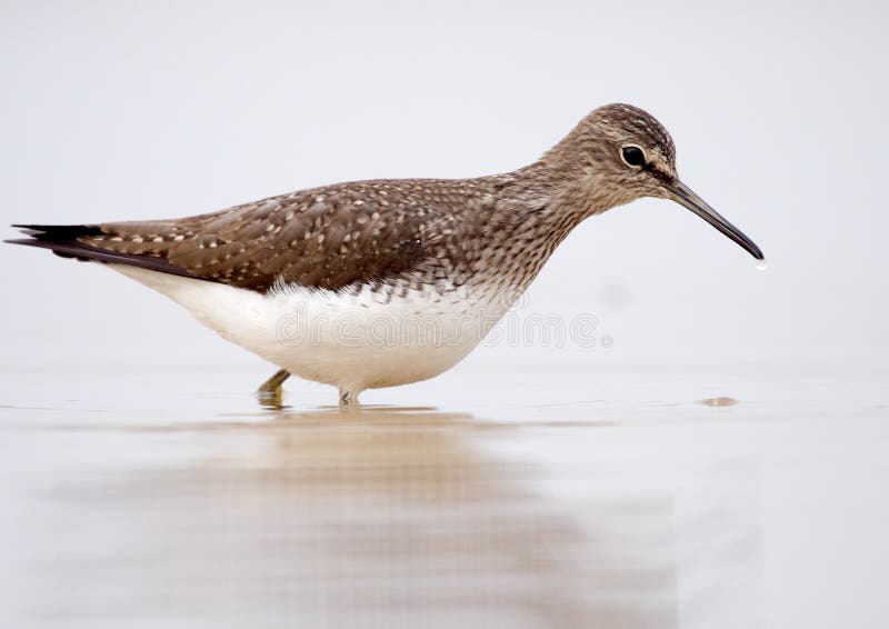 Large sandpiper stock image. Image of birds, portrait - 19633265