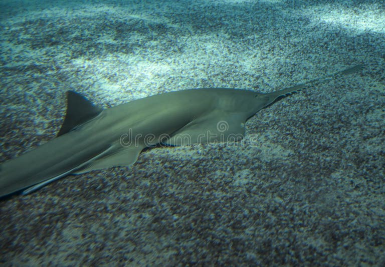 124 Saw Shark Stock Photos - Free & Royalty-Free Stock Photos from ...