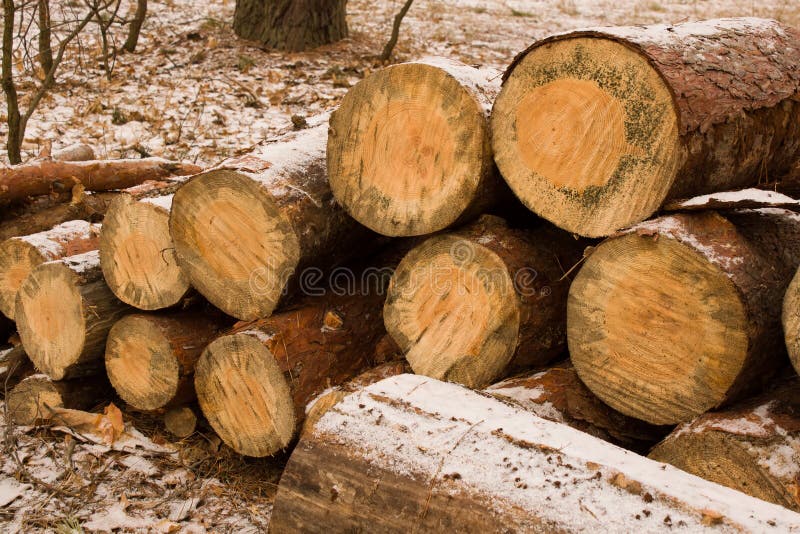 Large sawn timber stock photo. Image of splinters, rough - 36838908