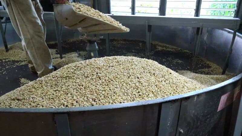 Large-scale Coffee Bean Agitator Ensures Uniform Drying in this Phase ...