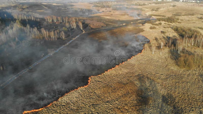 Large-scale Fires. Burning Grass and Trees in a Large Area. Stock ...
