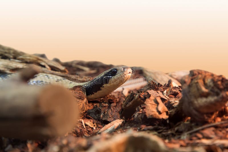 Large-scale Image of a Head Boa Stock Photo - Image of scale, tongue ...