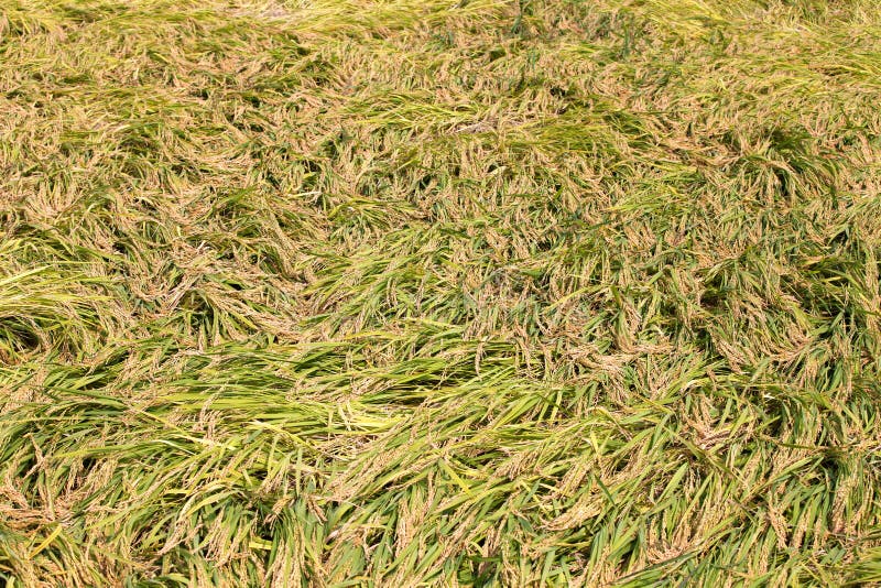 Rice Lodging in a Large Area in the Paddy Field after the Strong Wind ...