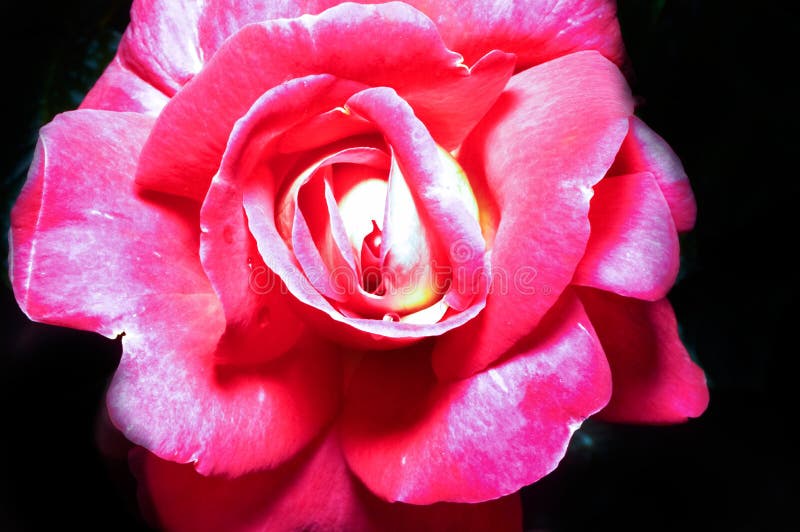 Large-scale Shooting of a Red Rose on a Black Background Stock Photo ...