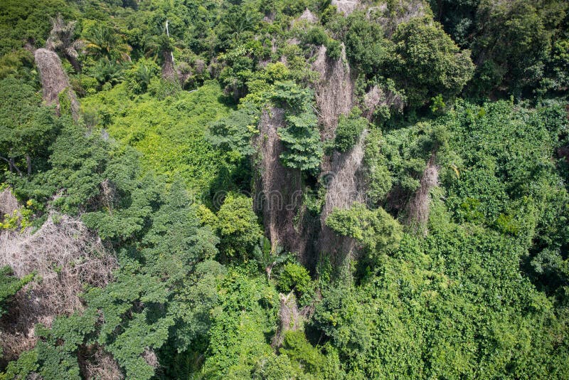 View of Tropical Forest from Above Stock Photo - Image of table, scale ...