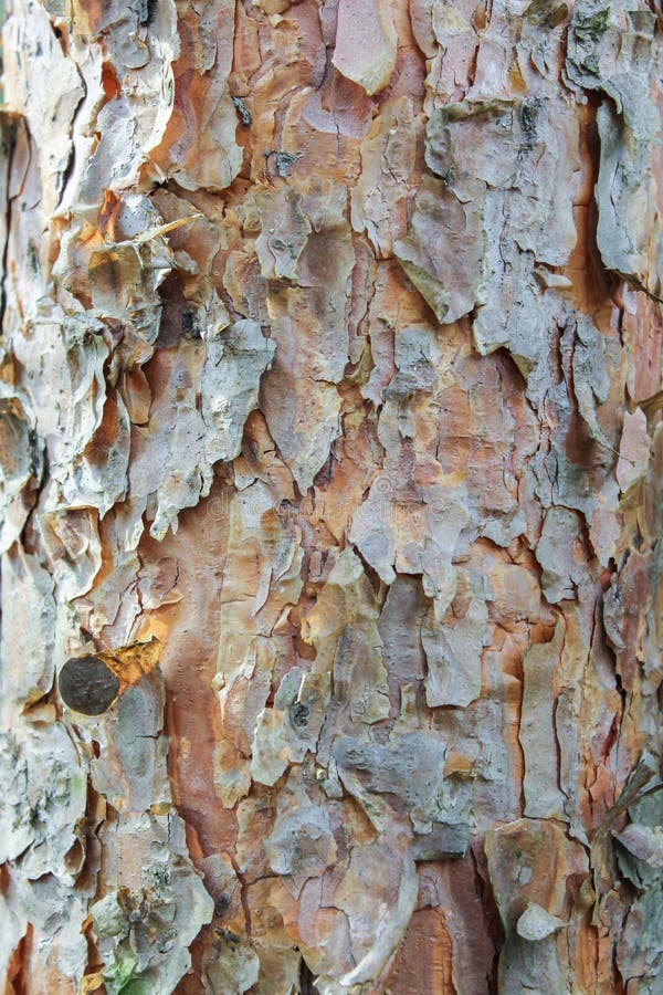 Pine trees along the route stock image. Image of destination - 221599621