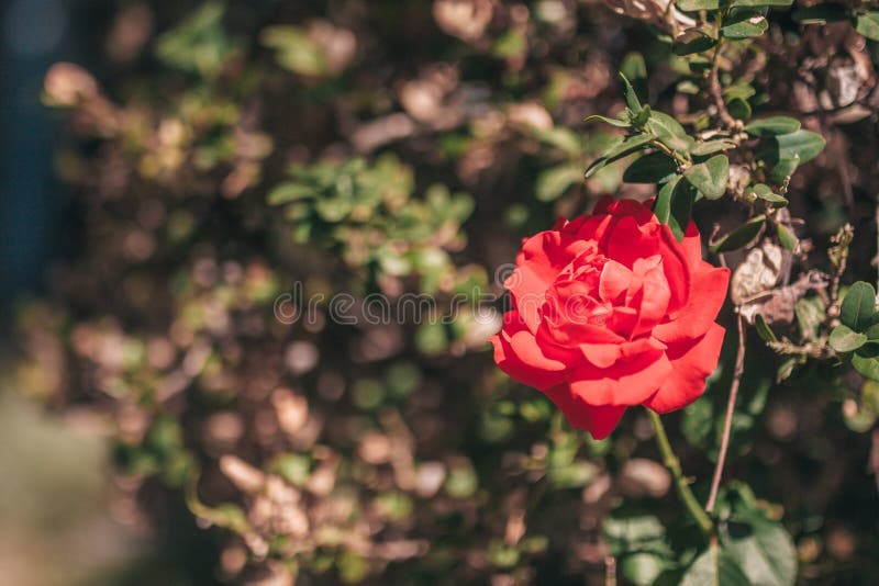 Large scarlet rose stock photo. Image of blooming, macro - 180438478