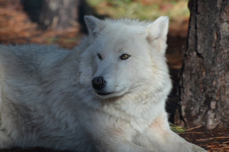 Large Scenic White Wolf Resting in Nature Stock Photo - Image of white ...