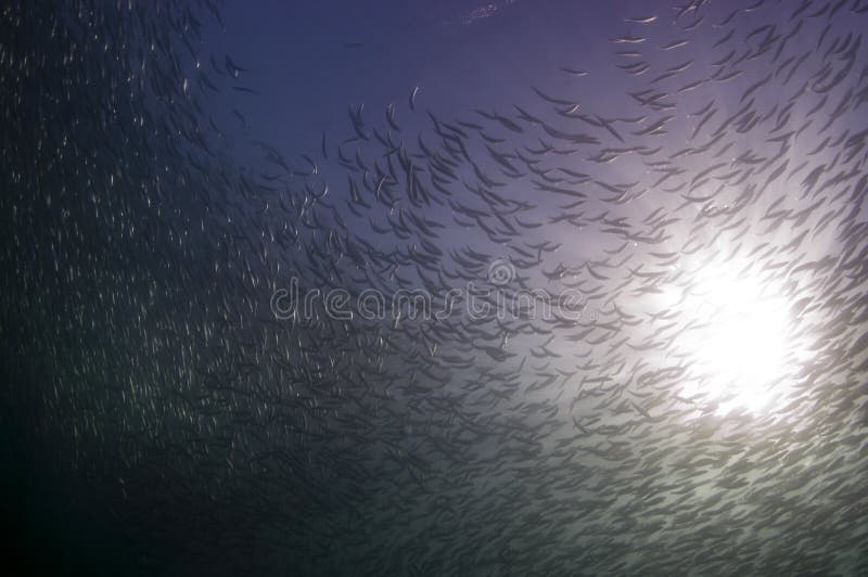 A Large School of Bait Fish Stock Image - Image of fish, travel: 163598775