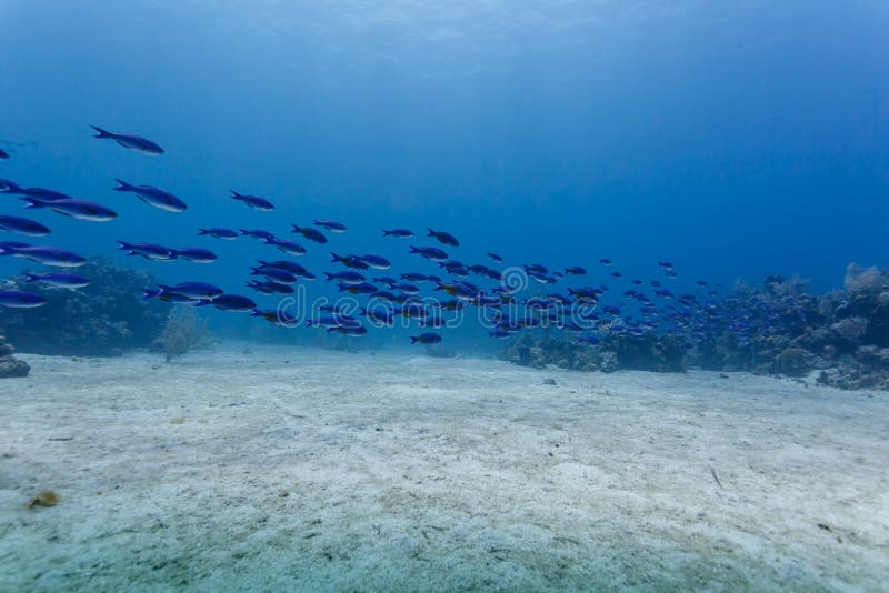 Large School of Big Fish Swim Above Coral Reef Stock Image - Image of ...