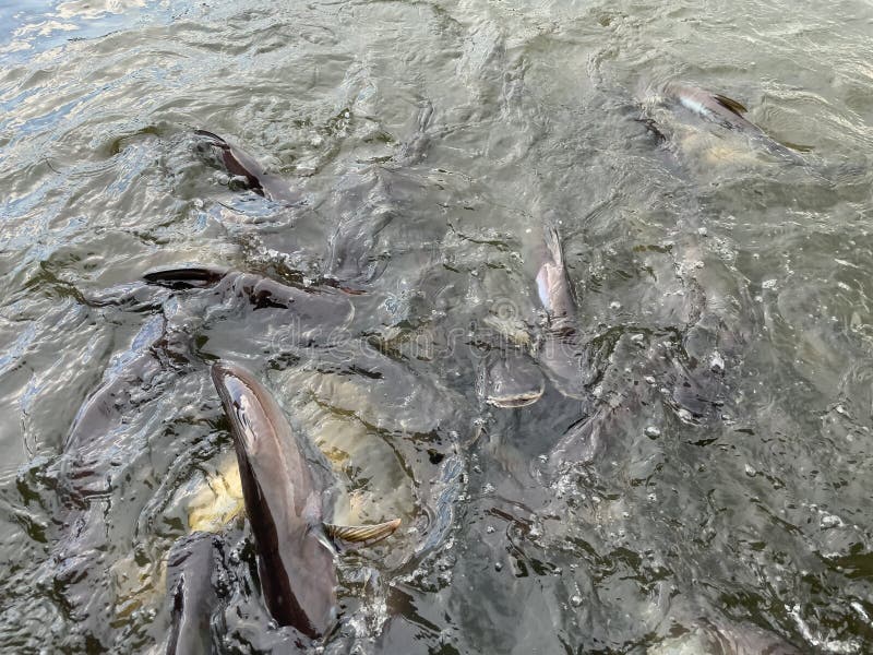 A Large School of Fish in the River. Stock Photo - Image of school ...