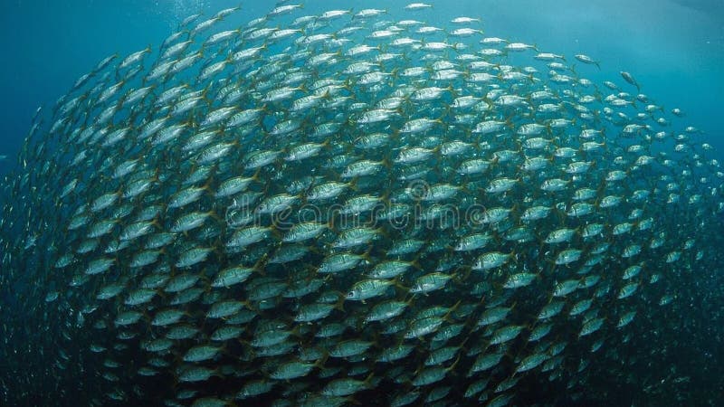 Synchronized Ocean Swarm in Spherical Motion Stock Illustration ...