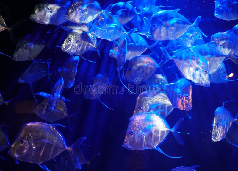 A Large School of Lookdown Fish Under the Blue Lights Stock Photo ...