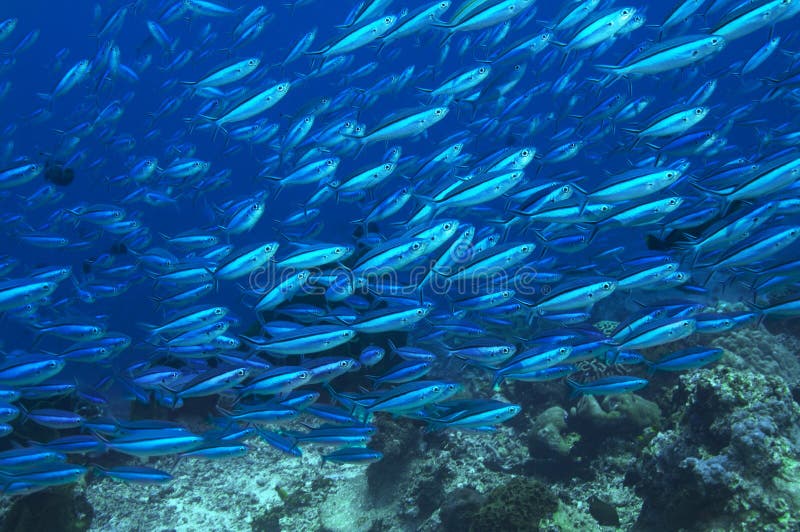 Large School of Tropical Fish in Ocean Stock Image - Image of large ...
