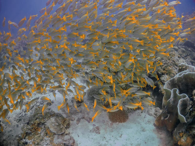 A Large School of Yellowtail Snapper Ocyurus Chrysurus in El Nido Stock ...