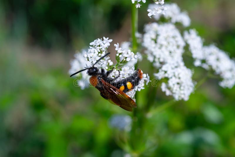 The Large Scolia Wasp Collects Nectar on the Inflorescence of a Flower ...