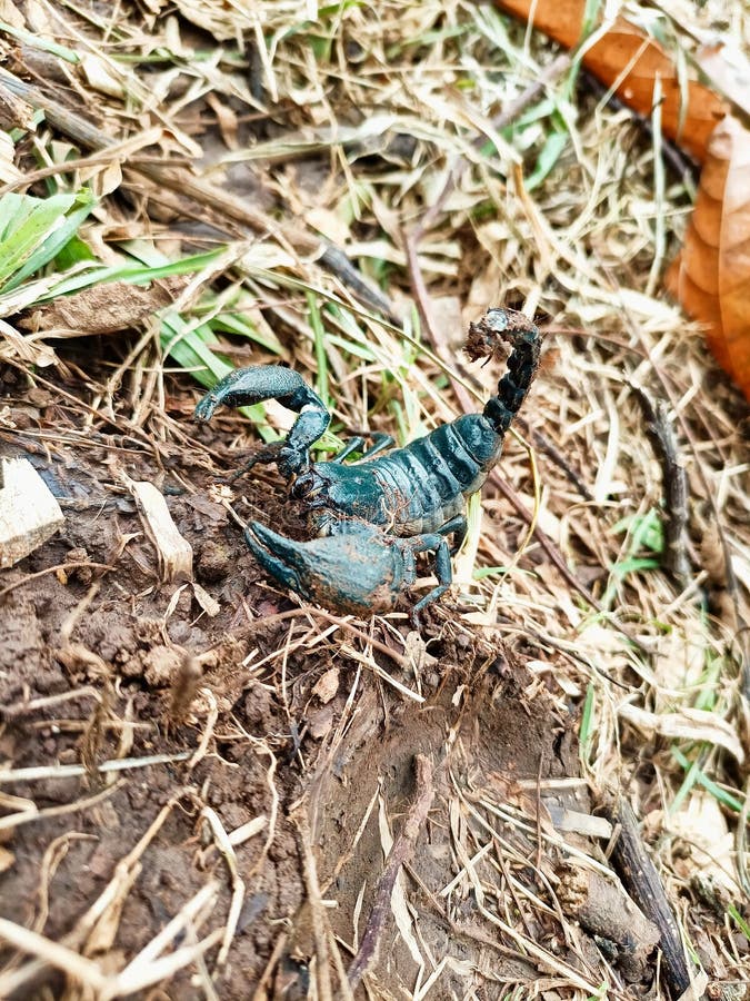 Large scorpions hunt prey stock image. Image of leaf - 210162963