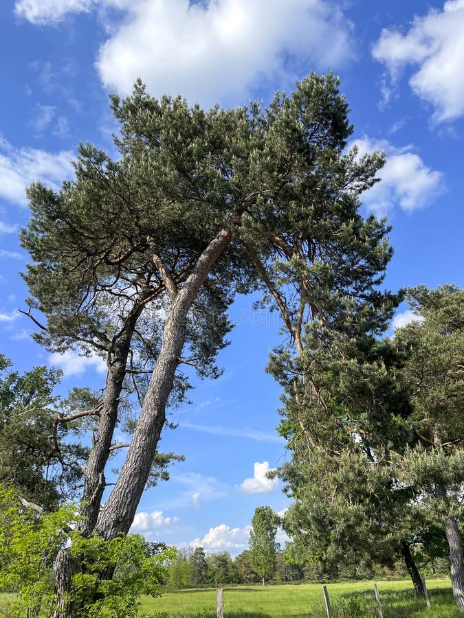 Large Scots Pine Pinaceae Grown Crooked and Intertwined with Pine Tree ...