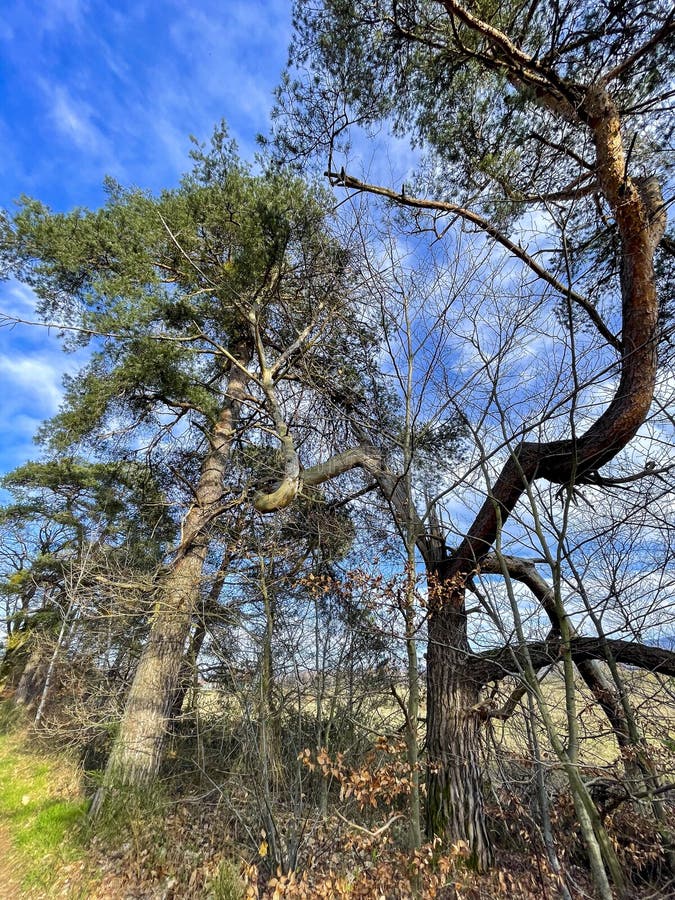 Large Scots Pine Pinaceae Grown Crooked Intertwined Tree Stock Photos ...