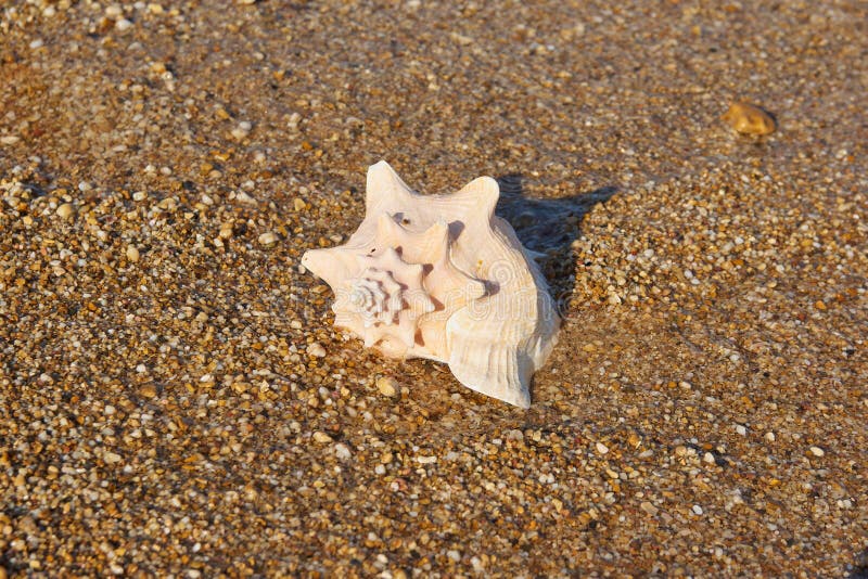 Large Sea Shell in the Rays of Sunset Stock Image - Image of beach ...