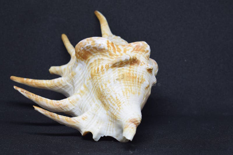 Large Sea Conch, Front View of Marine Fossil on Black Background Stock ...
