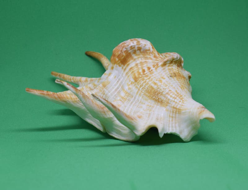 The Fossil Conch Trigonia Costata, from the Middle Jurassic of Germany ...