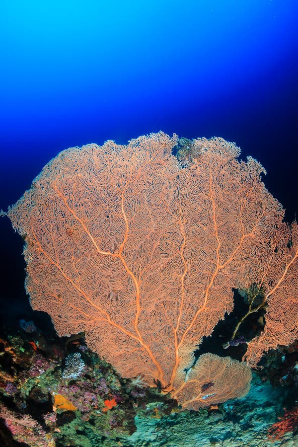 Large sea fan stock image. Image of aquatic, scuba, gorgonian - 53379053
