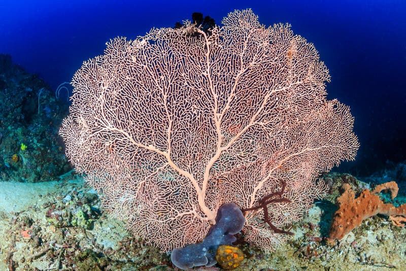 Large sea fan stock image. Image of dive, protection - 53379419