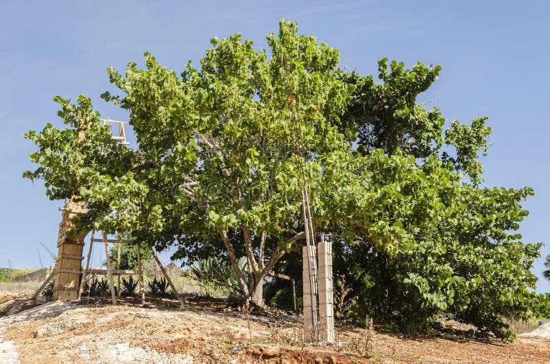 Sea Grape Tree stock photo. Image of beach, forest, growing - 256097062