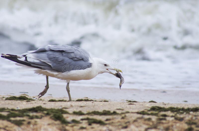 Large sea gull eating stock image. Image of beak, waterbird - 353942031