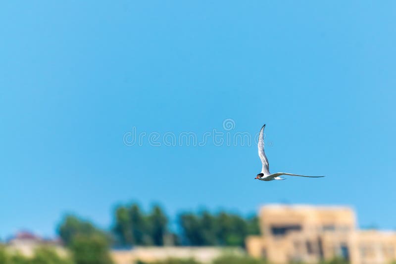 Large Sea Gull in Flight on Blue Sky Stock Photo - Image of seabird ...