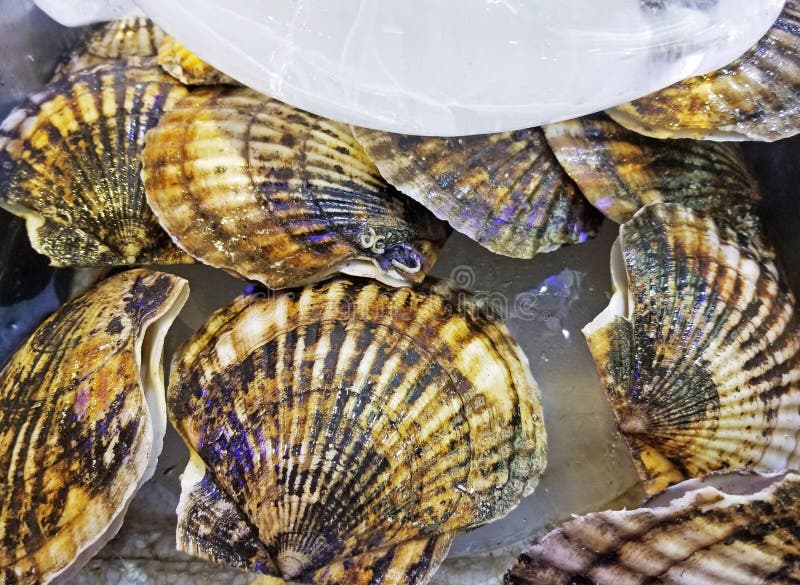 Large Sea Scallops in Shells -01 Stock Photo - Image of shell ...